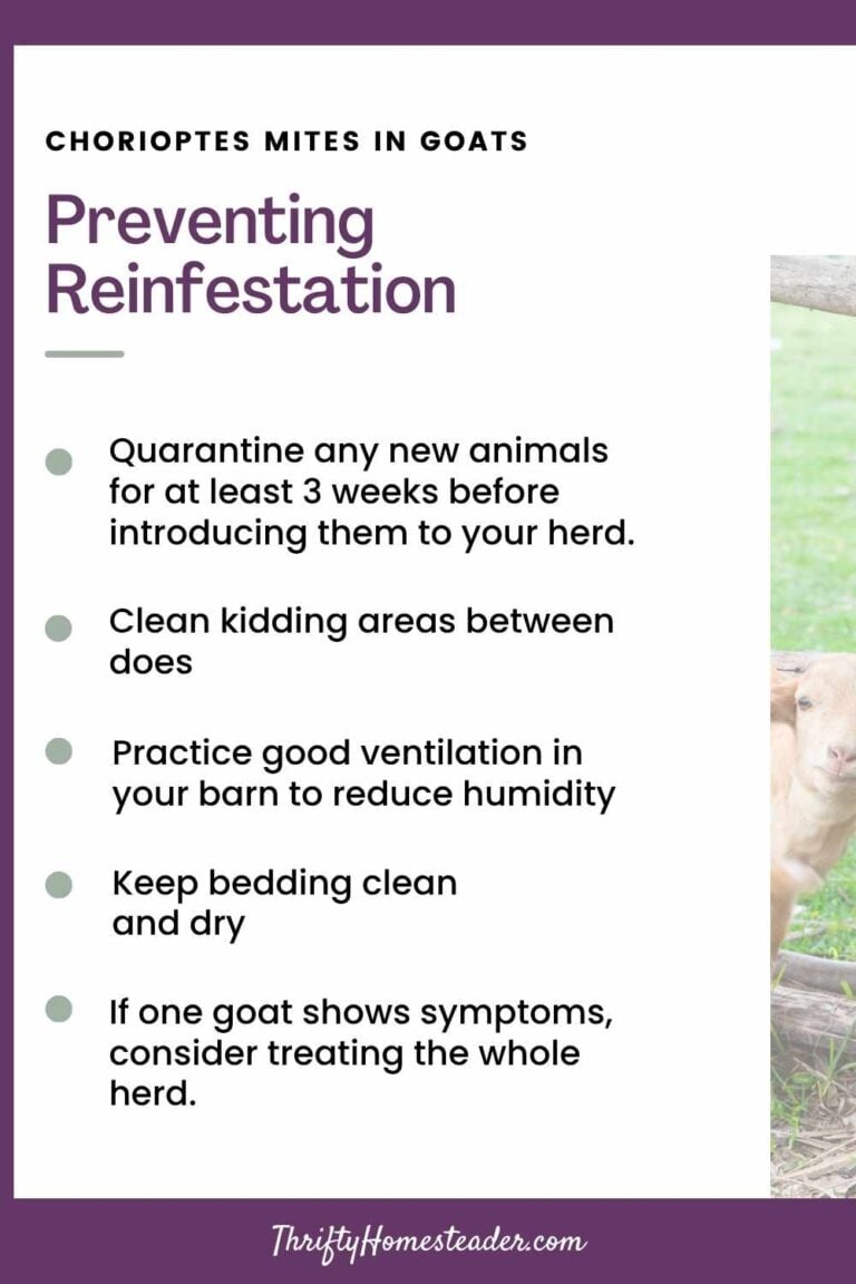 Chorioptes Mites in Goats: What You Need to Know