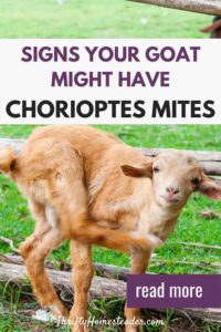 Chorioptes Mites in Goats: What You Need to Know