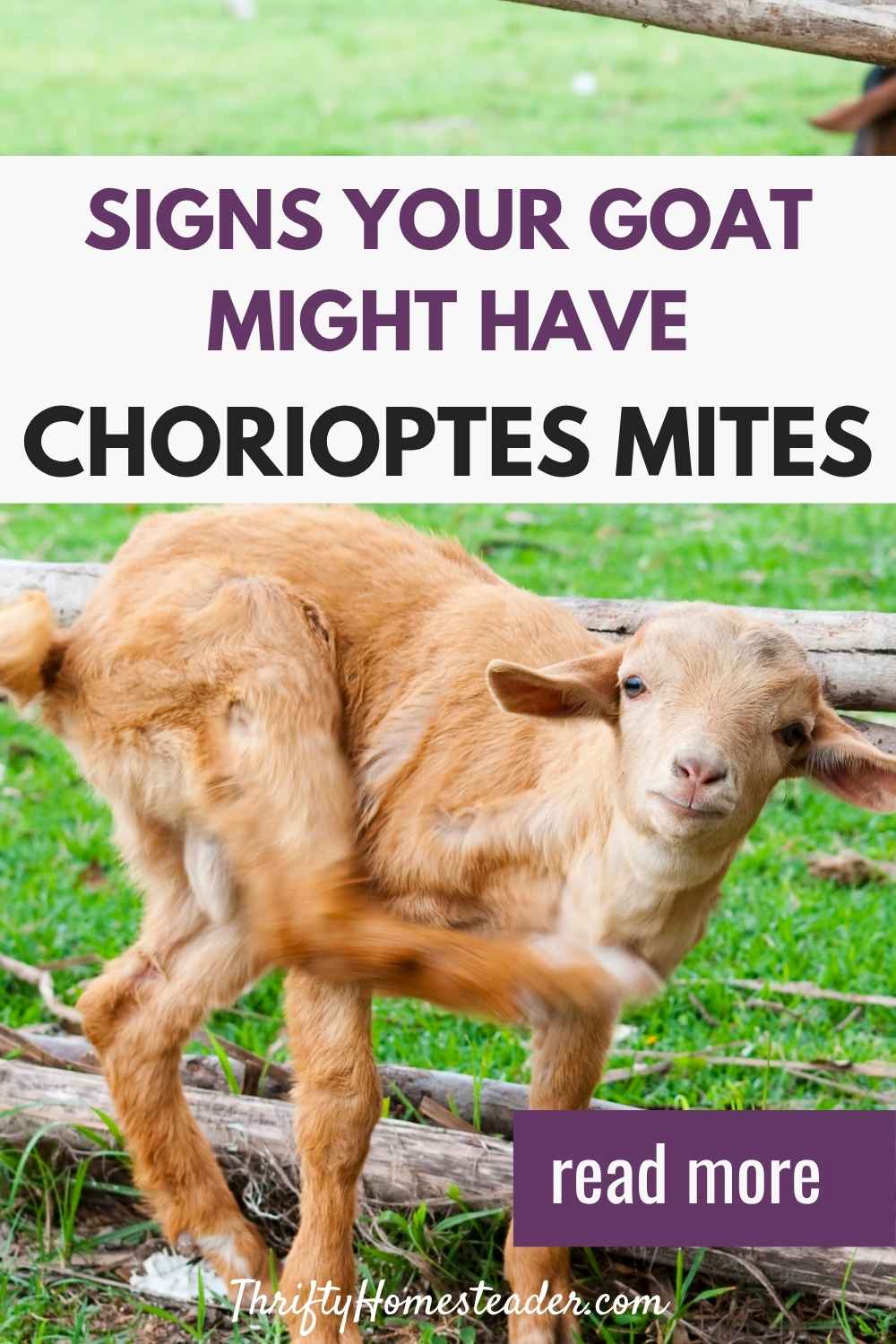 Chorioptes Mites in Goats: What You Need to Know