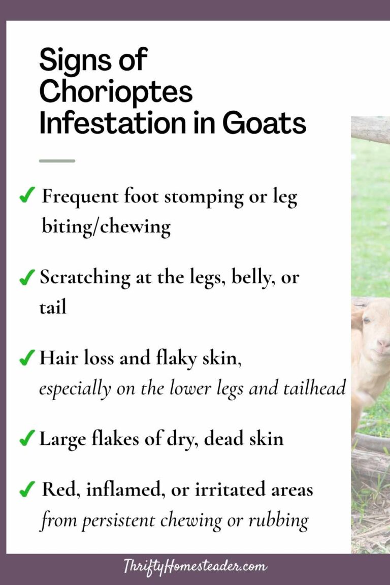 Chorioptes Mites in Goats: What You Need to Know