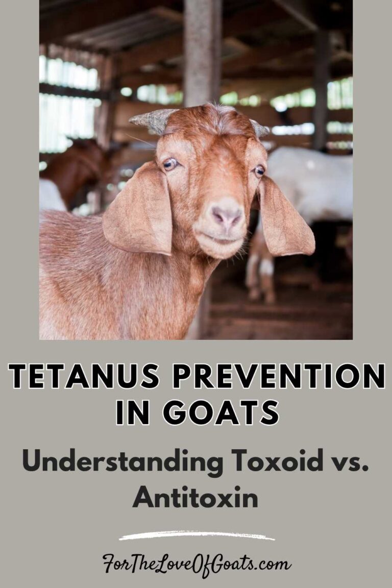 Tetanus Prevention in Goats: Understanding Toxoid vs. Antitoxin
