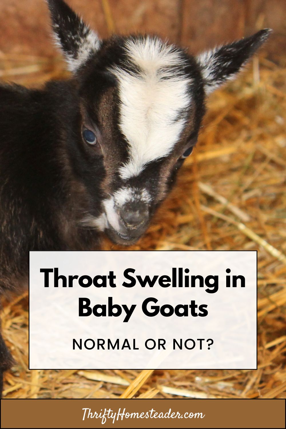 Milk Goiter in Goats: What It Is, What Causes It, and When to Worry