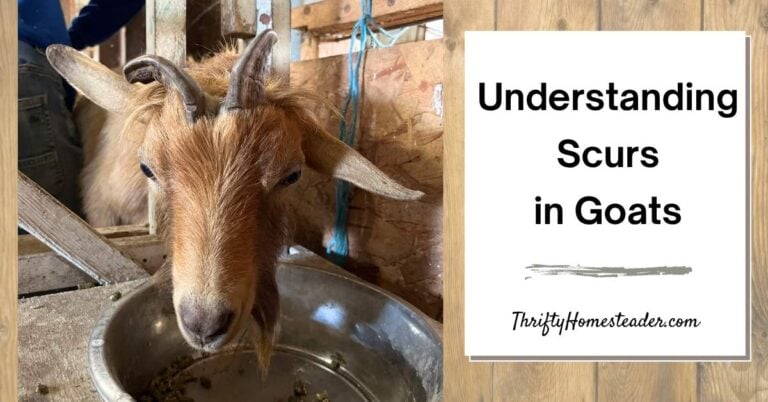 Understanding Scurs in Goats