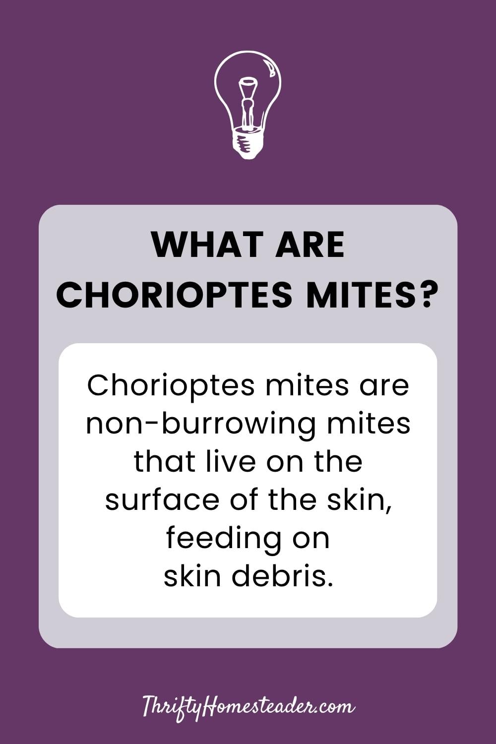 Chorioptes Mites in Goats: What You Need to Know