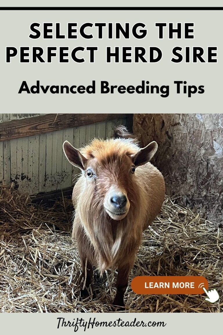 Selecting the Perfect Herd Sire: Advanced Breeding Tips