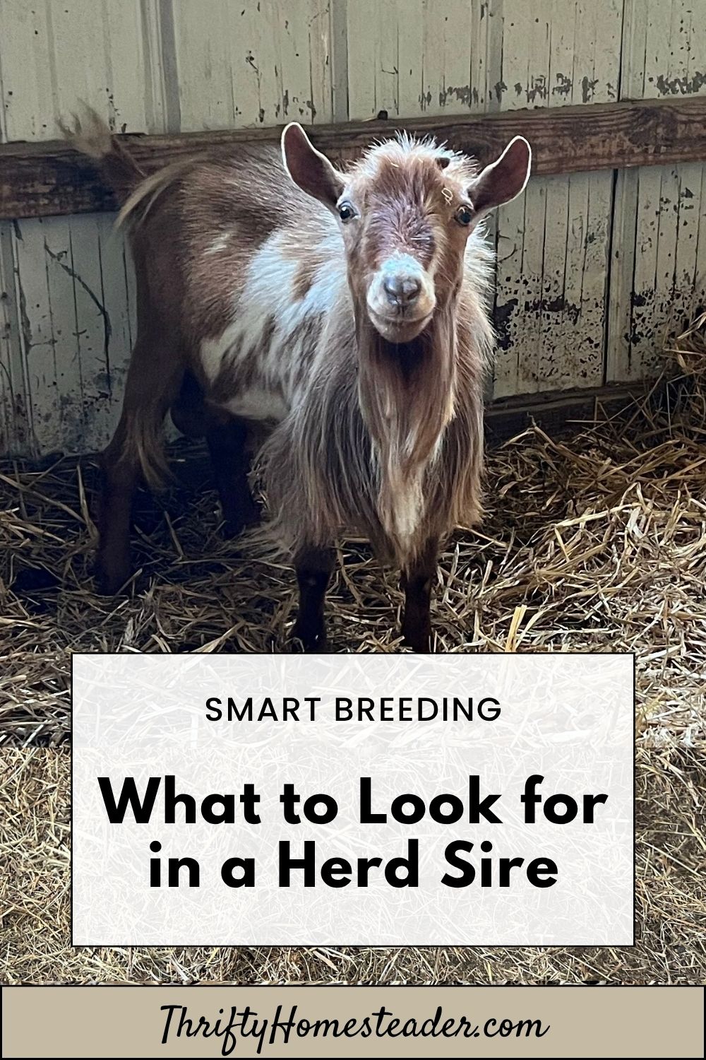 Selecting the Perfect Herd Sire: Advanced Breeding Tips