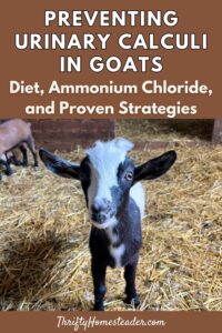 Preventing Urinary Calculi in Goats