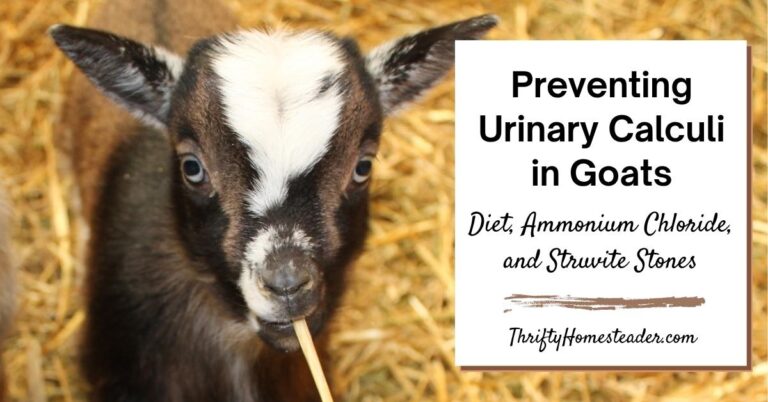 Preventing Urinary Calculi in Goats