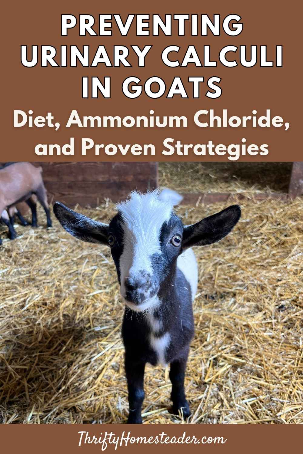 Preventing Urinary Calculi in Goats