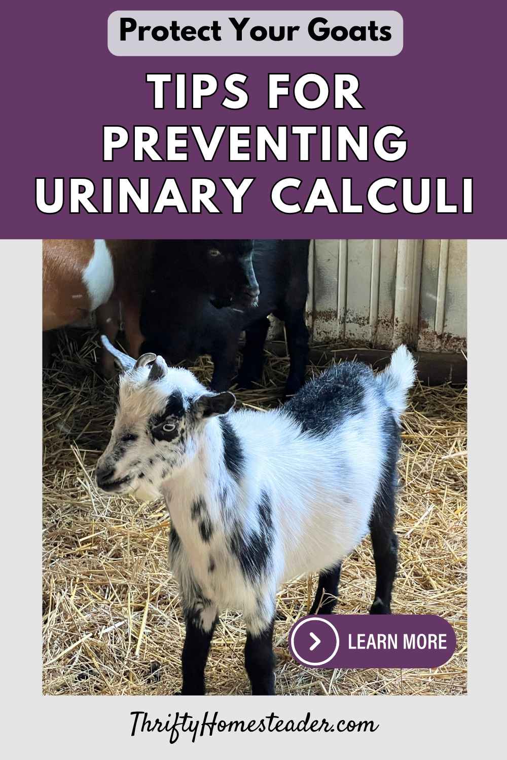 Preventing Urinary Calculi in Goats