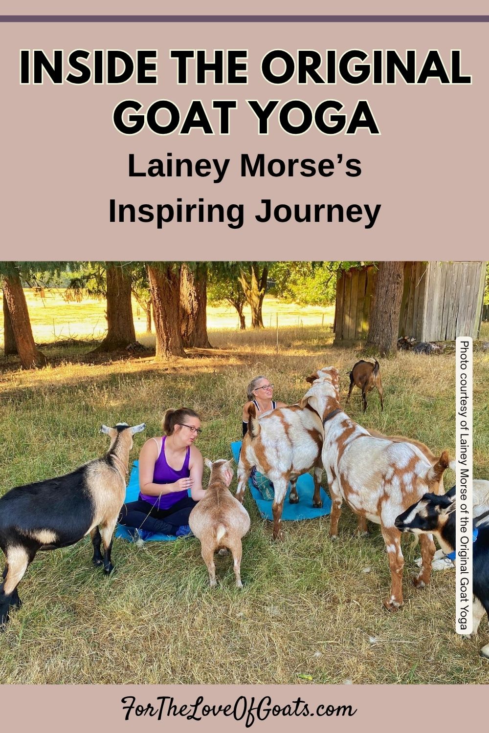 Goat Yoga: A Story of Connection, Calm, and Cuddly Goats