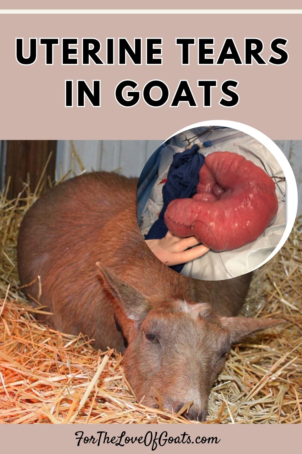 Uterine Tears in Goats