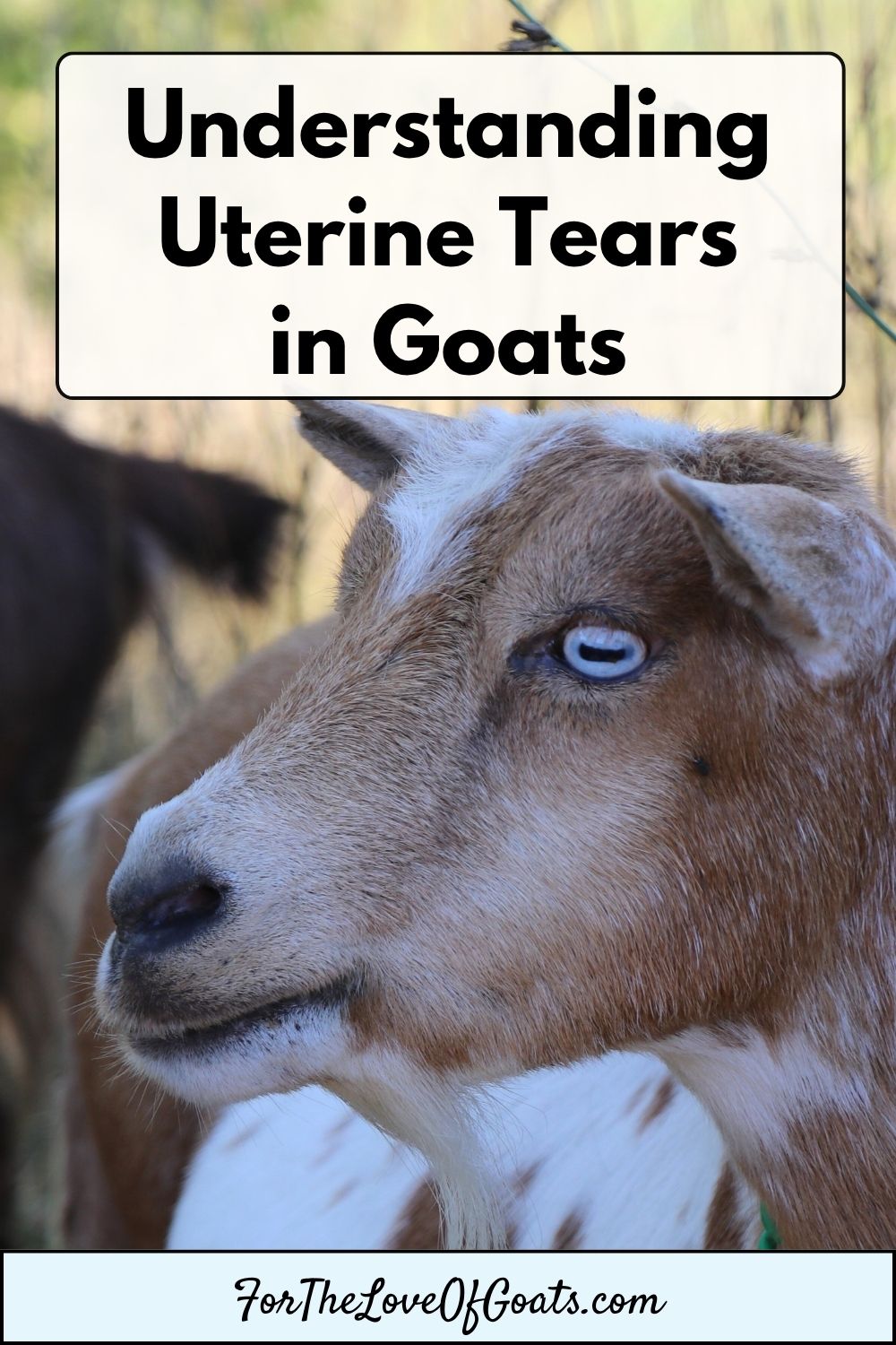 Uterine Tears in Goats