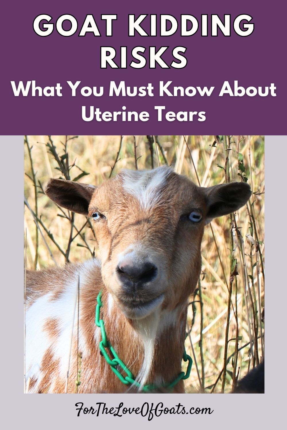Uterine Tears in Goats