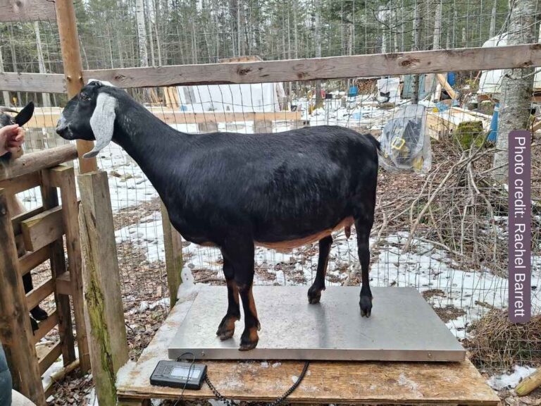 Goat Care & Homestead Essentials