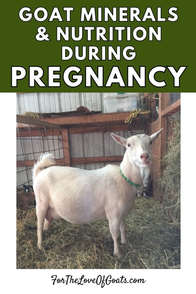 What to Feed a Pregnant Goat