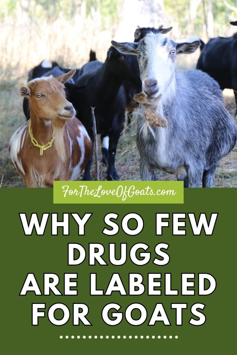 Medications for Goats: Understanding Antibiotics, Labels, and Safe ...