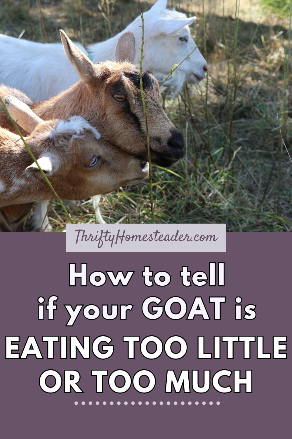 How Much Does a Goat Eat Per Day?