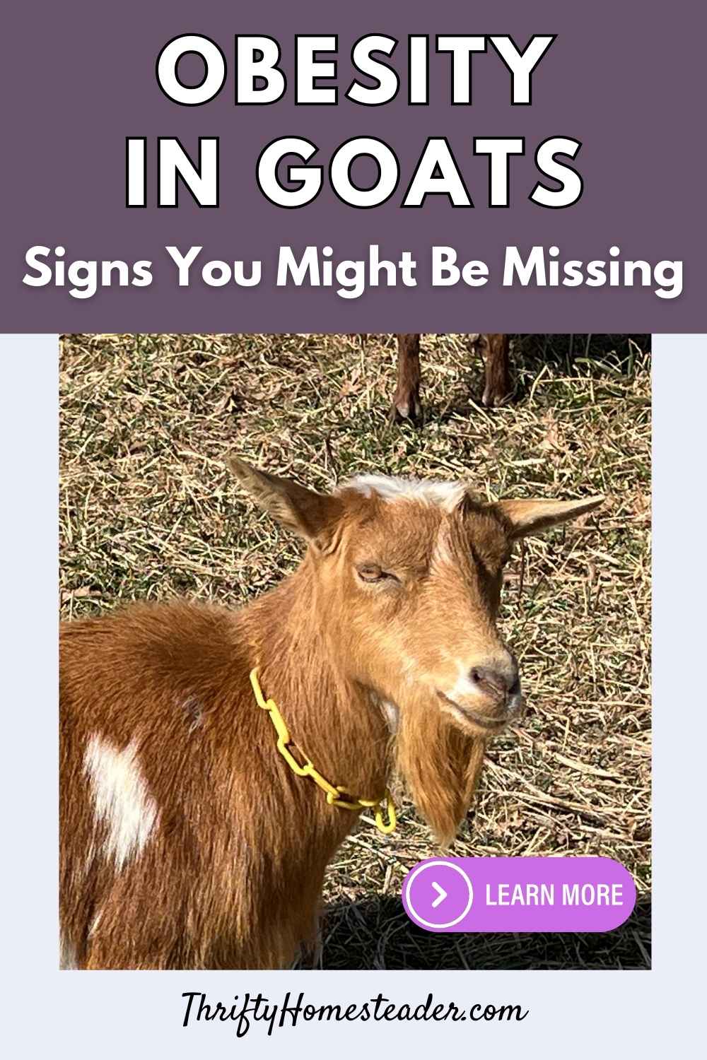 Fat Goats: Causes, Health Risks, and How to Safely Help an Overweight ...