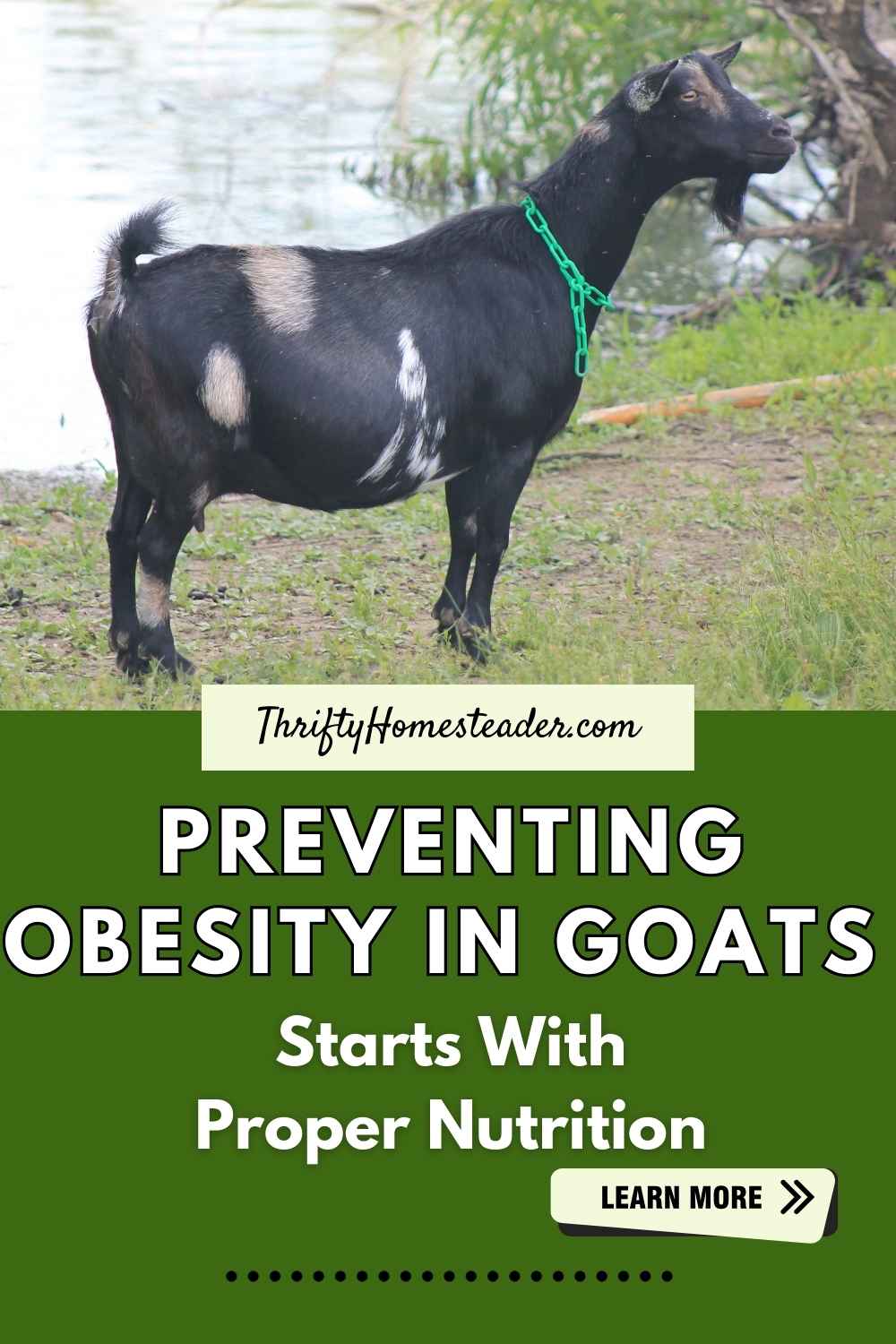 Fat Goats: Causes, Health Risks, and How to Safely Help an Overweight ...