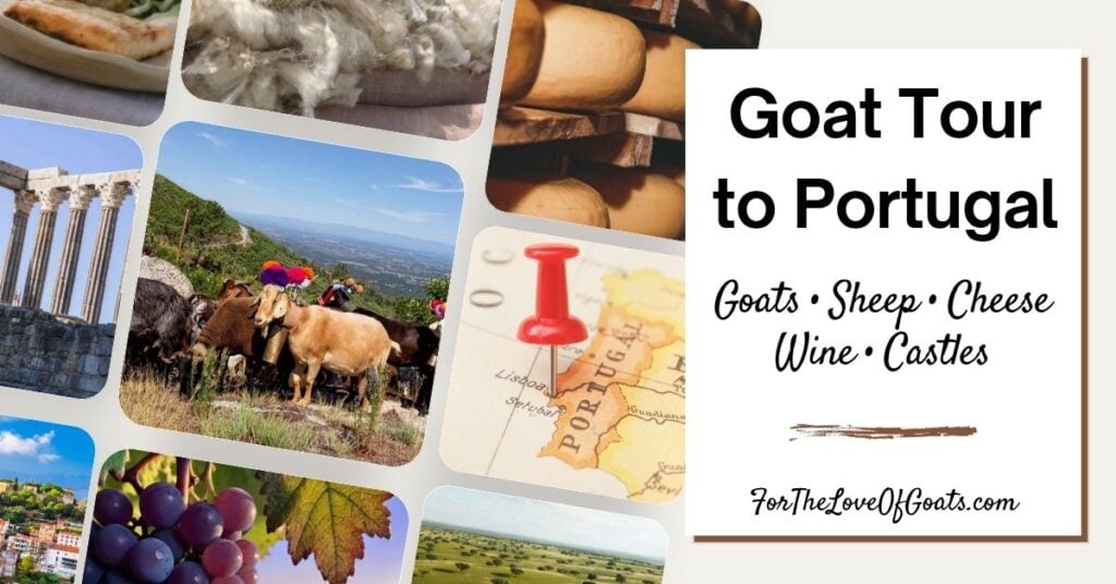 Goat and Sheep Tour to Portugal